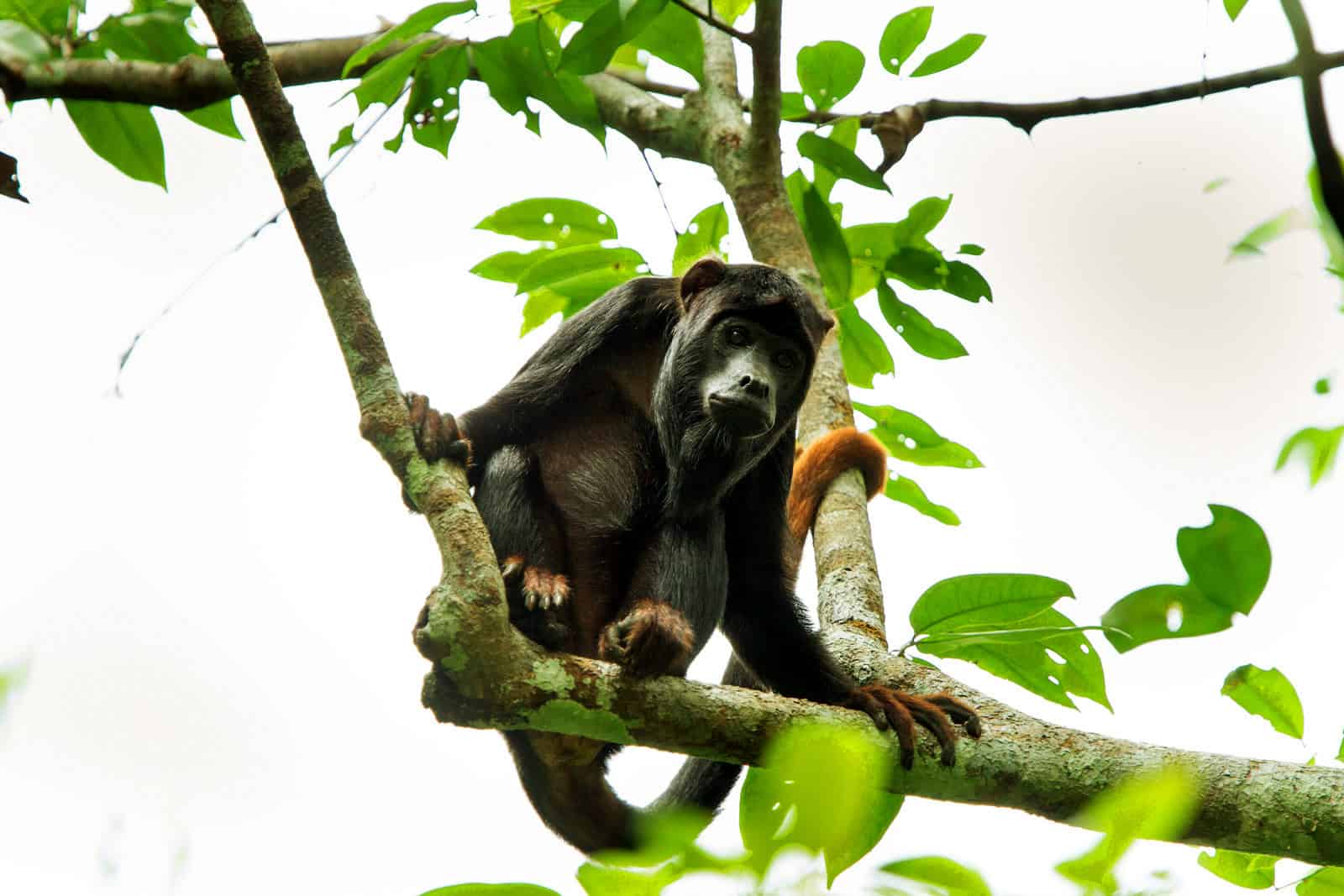 Howler Monkeys Got the Loudest Voice in the Jungle - Animals Around The ...