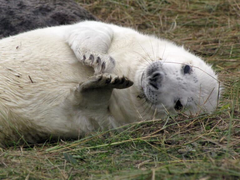 Why Seals Clap Underwater—It’s Not Just for Fun