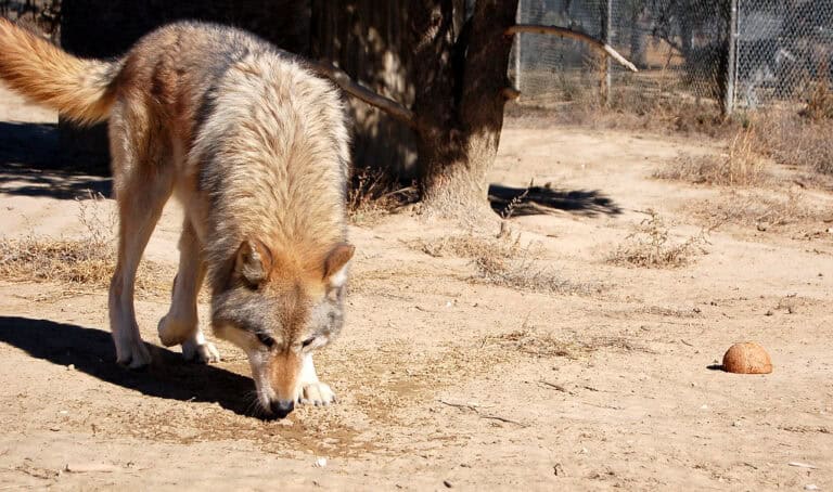 13 Animals Most Frequently Searched for Symbolic Meaning - Animals ...
