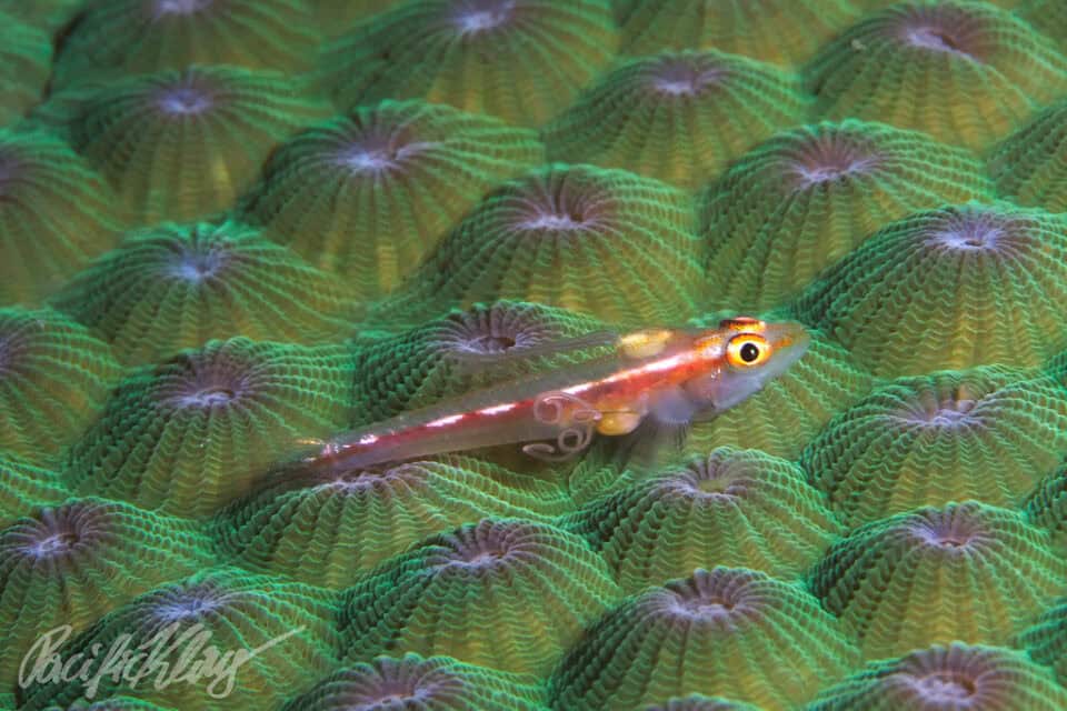 Why This Ancient Fish Has Lived for Centuries - Animals Around The Globe