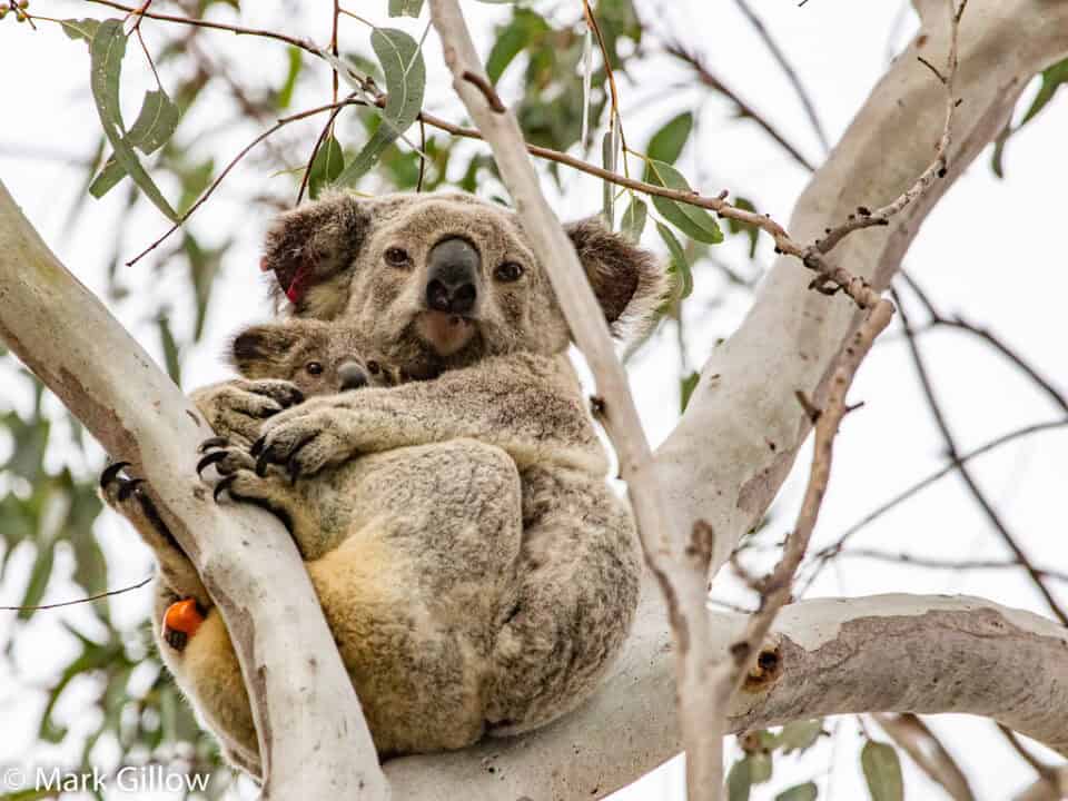 What Makes the Koala's Pouch Unique Compared to Kangaroos - Animals ...