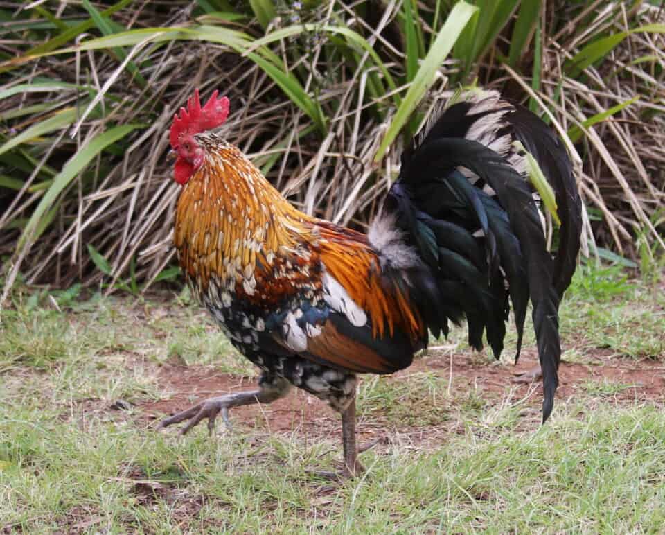 From Symbol to Supper: The Cultural Journey of the Chicken - Animals ...