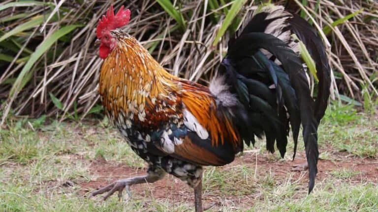 Why Roosters Crow at Sunrise (and All Day Long) - Animals Around The Globe
