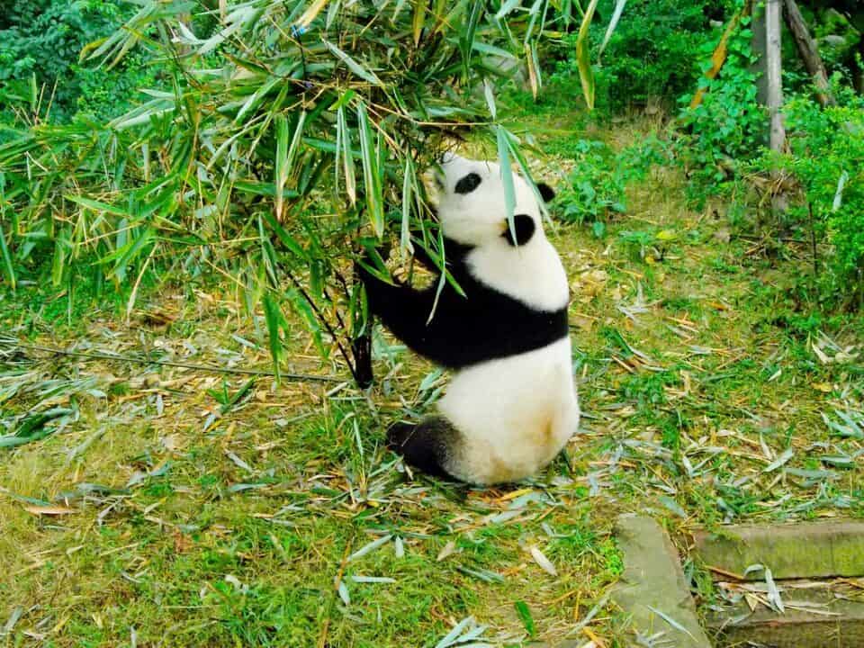 Where to See Giant Pandas Outside of Captivity