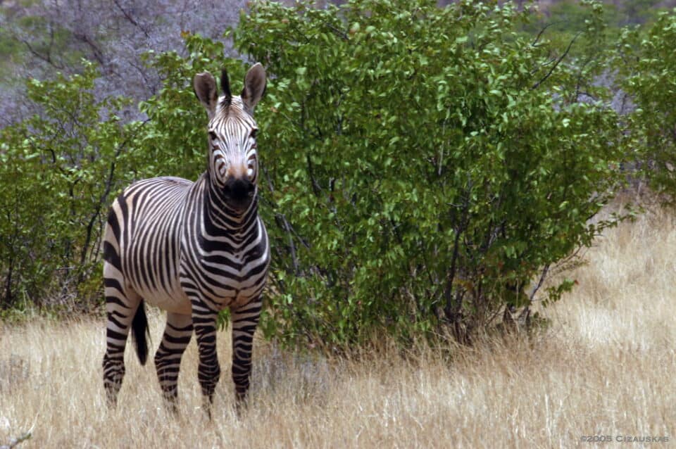 How Zebras Use Their Stripes to Confuse Predators