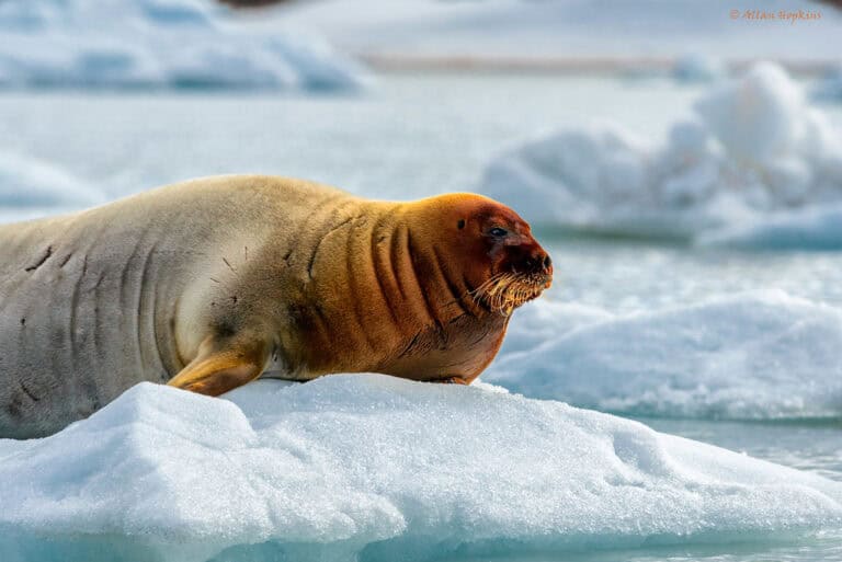 The Animals of Alaska That Live in the Ice Year-Round - Animals Around ...