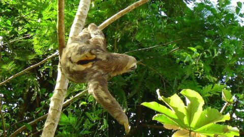 The Evolutionary Secret Behind the Sloth’s Slow Movement