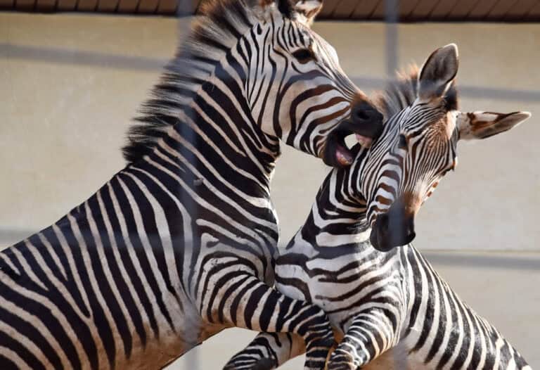 Why Zebras Are So Vocal—and What Their Sounds Mean - Animals Around The ...