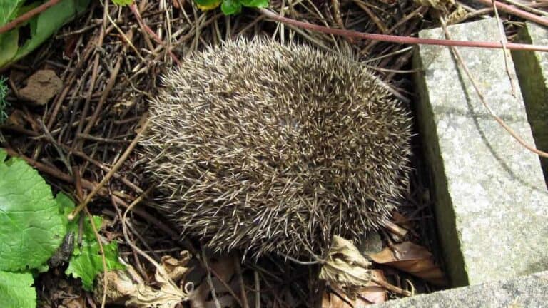 13 Fun Facts About Hedgehogs You Have Probably Never Heard - Animals ...