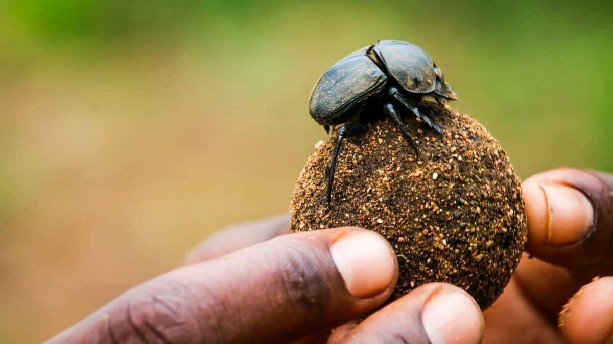 The Strongest Insect Alive Can Lift Over 1,000 Times Its Body Weight ...