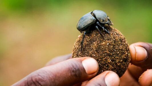 The Strongest Insect Alive Can Lift Over 1,000 Times Its Body Weight ...