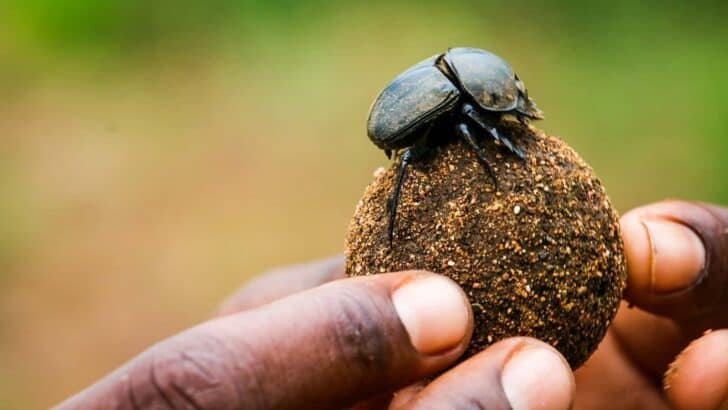 The Strongest Insect Alive Can Lift Over 1,000 Times Its Body Weight ...