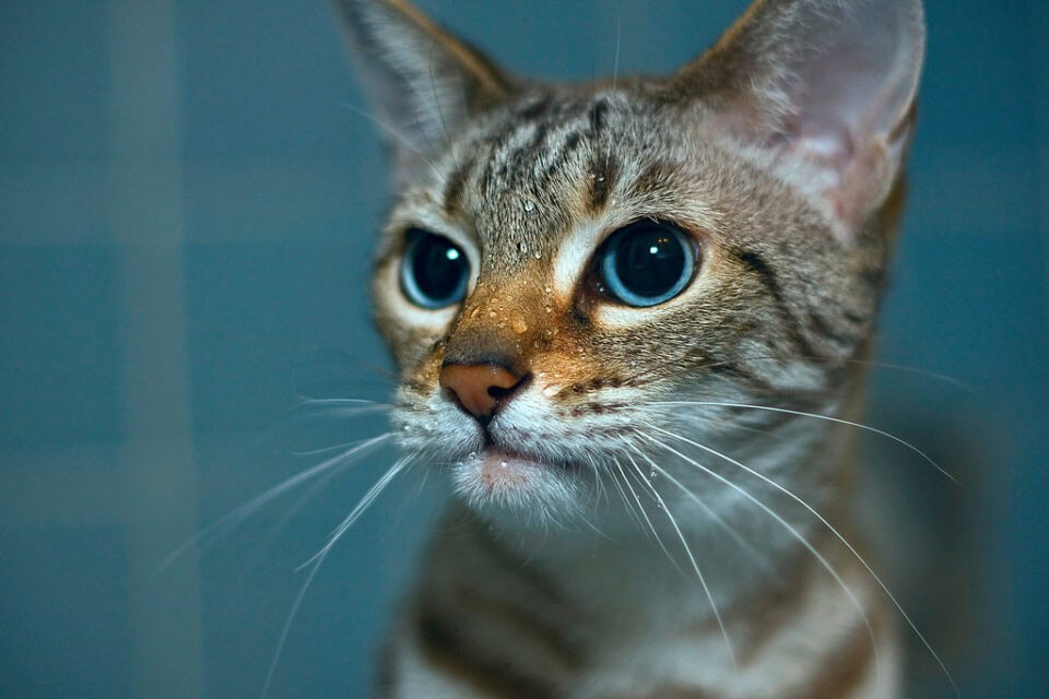 The Science Behind Why Cats Hate Water - Animals Around The Globe