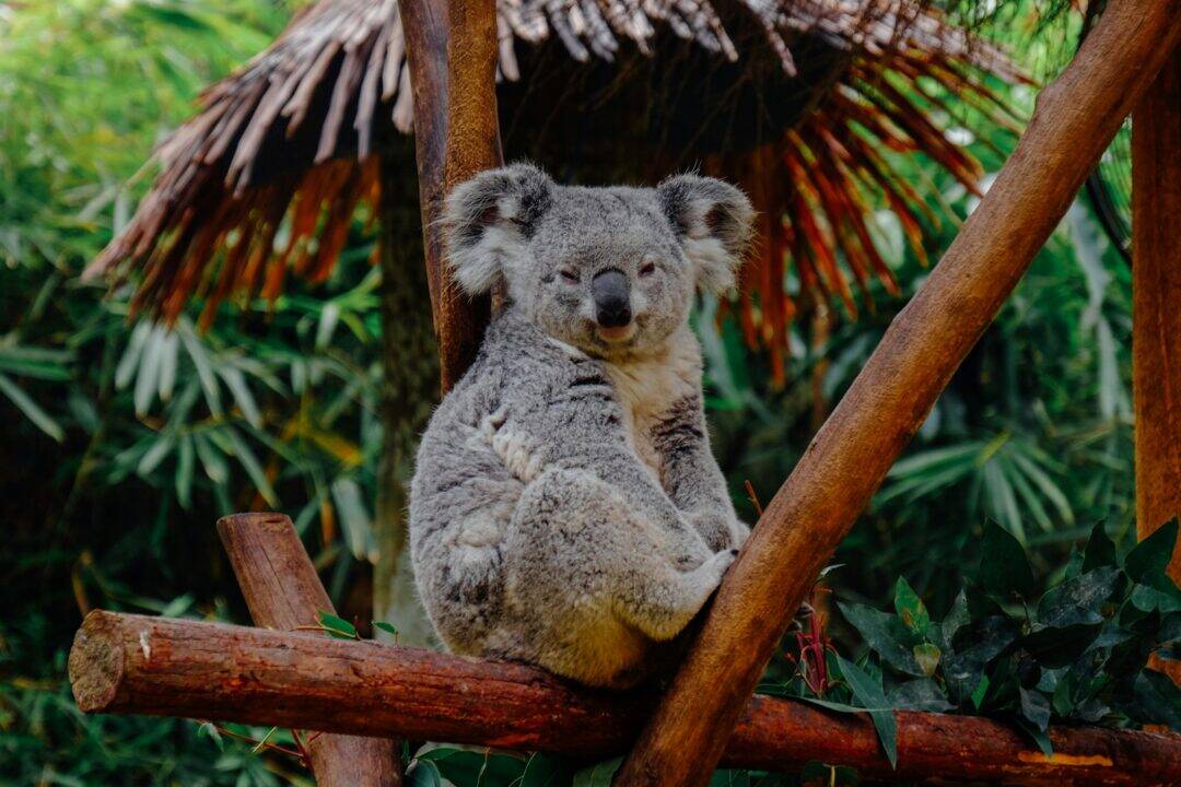 13 Fascinating Facts About Koalas You Probably Did Not Know - Animals ...