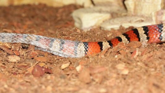 What Happens When a Snake Sheds Its Skin - Animals Around The Globe