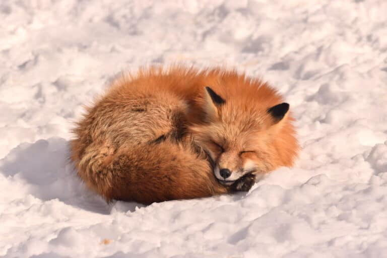 Foxes Curl Into a Ball to Sleep in Winter Snow - Animals Around The Globe