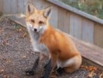 The Meaning Behind a Fox Crossing Your Path