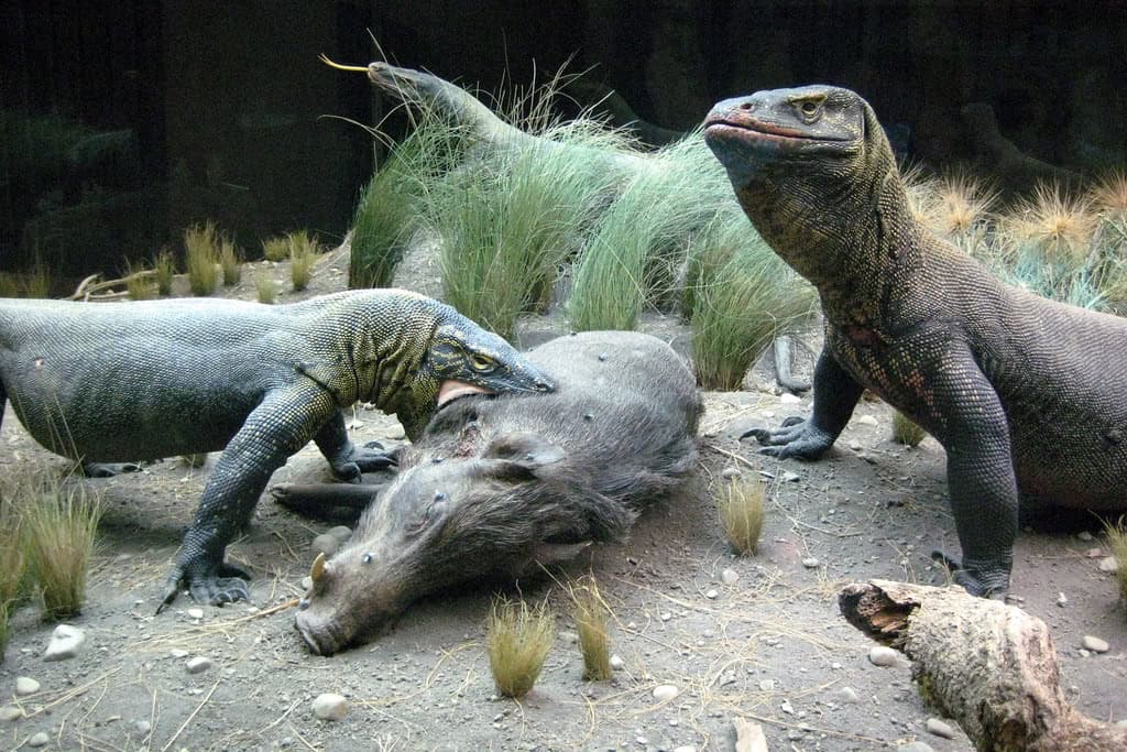 How the Komodo Dragon Became One of Nature’s Fiercest Hunters - Animals ...