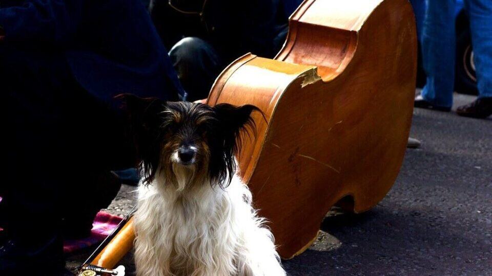 How Dogs React to Music And Which Genres They Like - Animals Around The ...