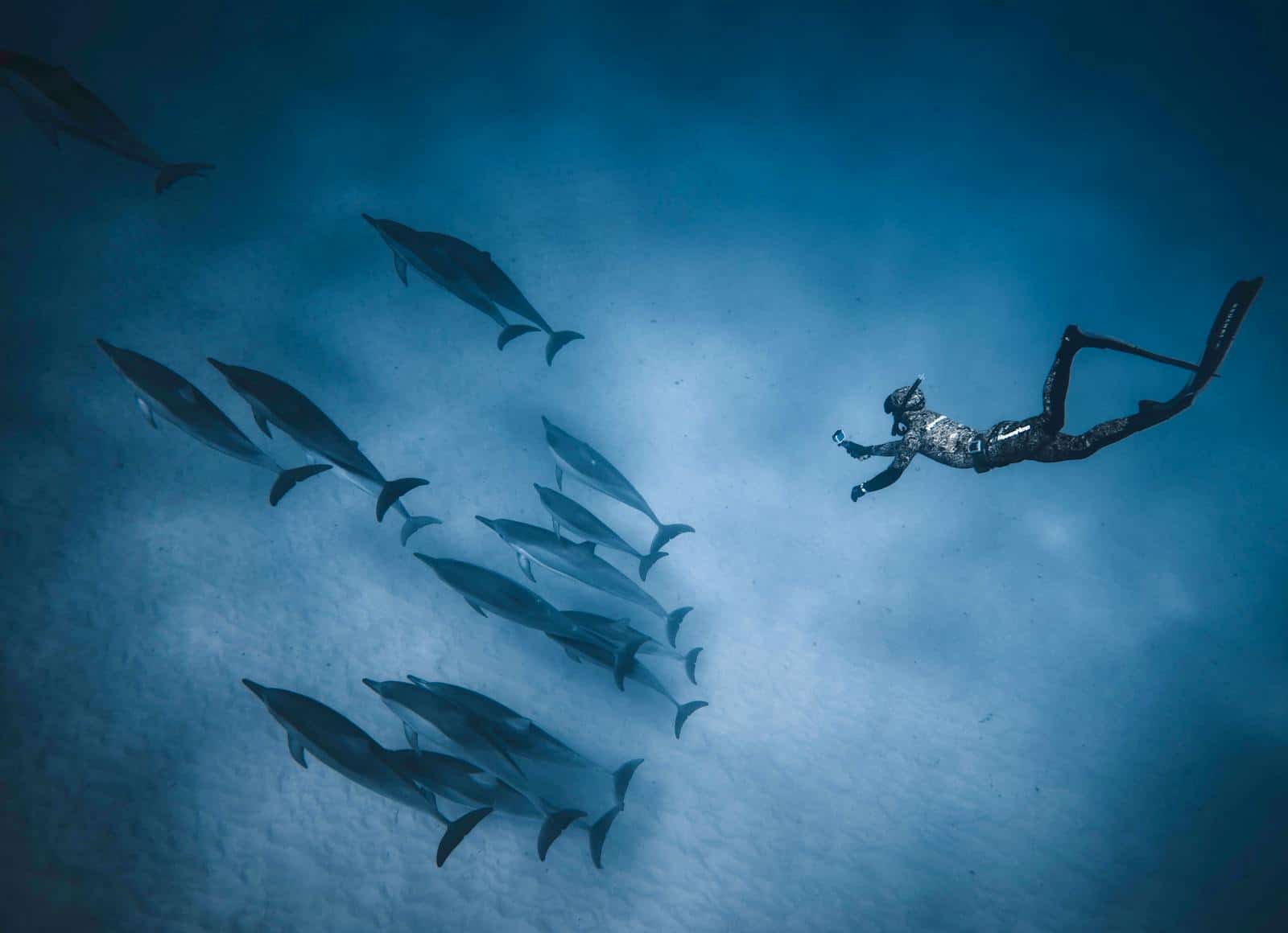 Where to Swim Alongside Dolphins in Open Water - Animals Around The Globe