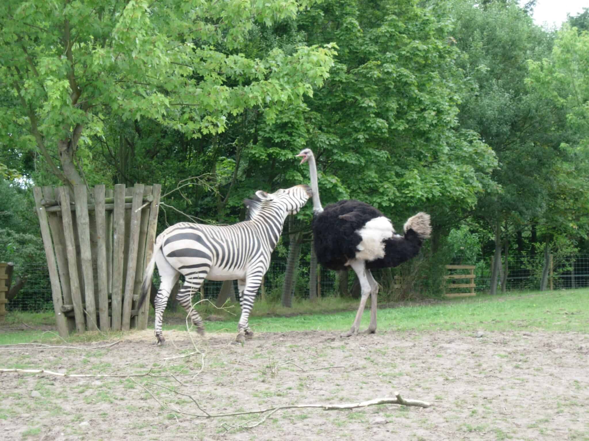 What Happens When a Zebra Is Separated from Its Herd - Animals Around ...