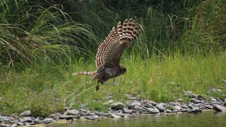The Reason Owls Can Rotate Their Heads Nearly 270 Degrees - Animals ...