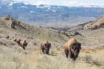 How Fast Can a Bison Run? Faster Than You Think - Animals Around The Globe