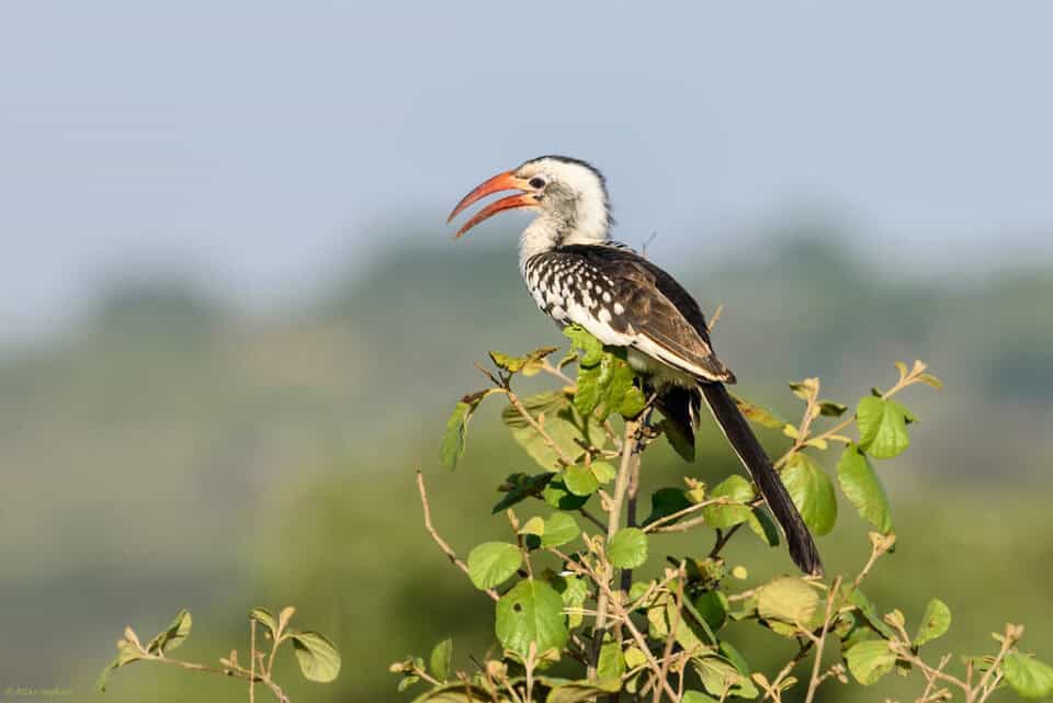 What Kind of Bird Is Zazu? The Real Story Behind the Character ...