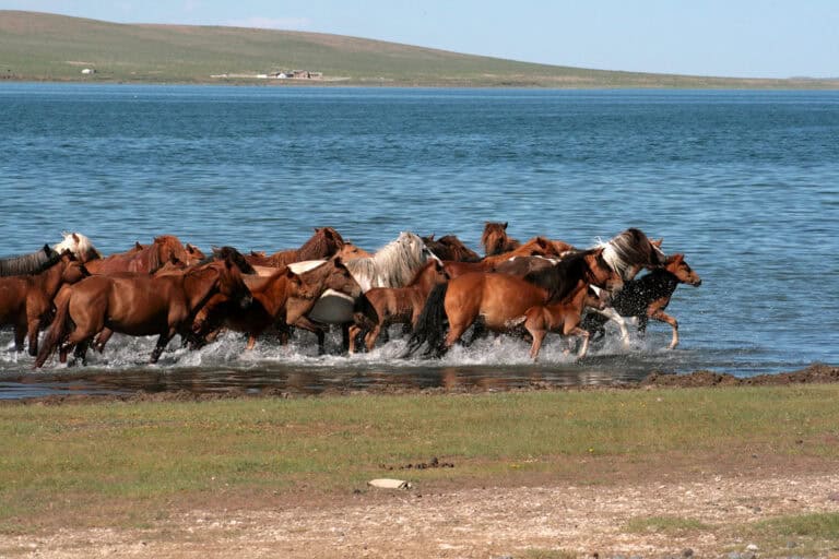 Why Horses Run in Herds—The Science of Their Social Bonds - Animals ...