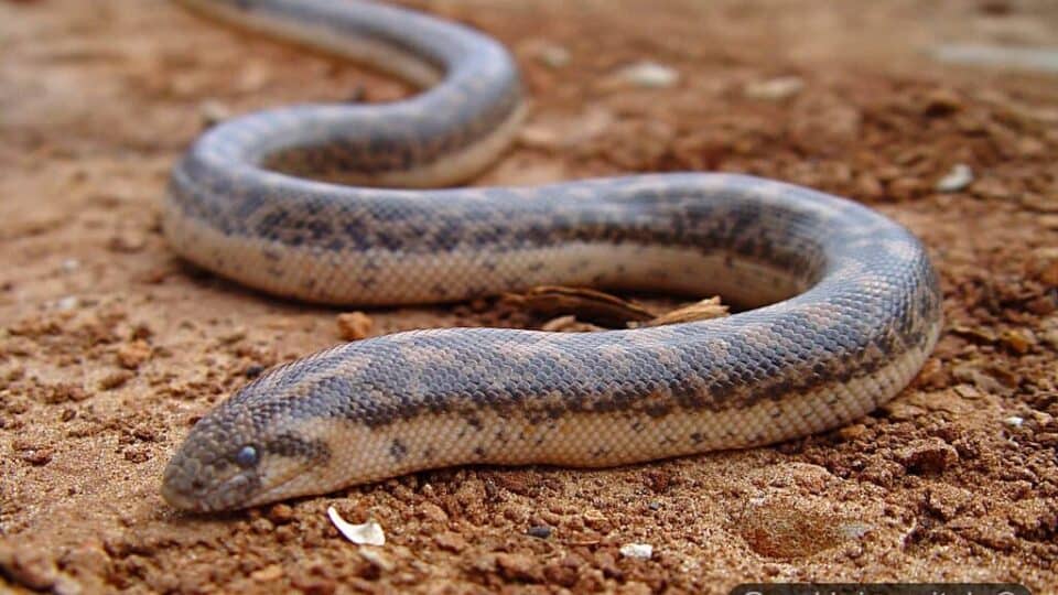 What Happens When a Snake Sheds Its Skin - Animals Around The Globe