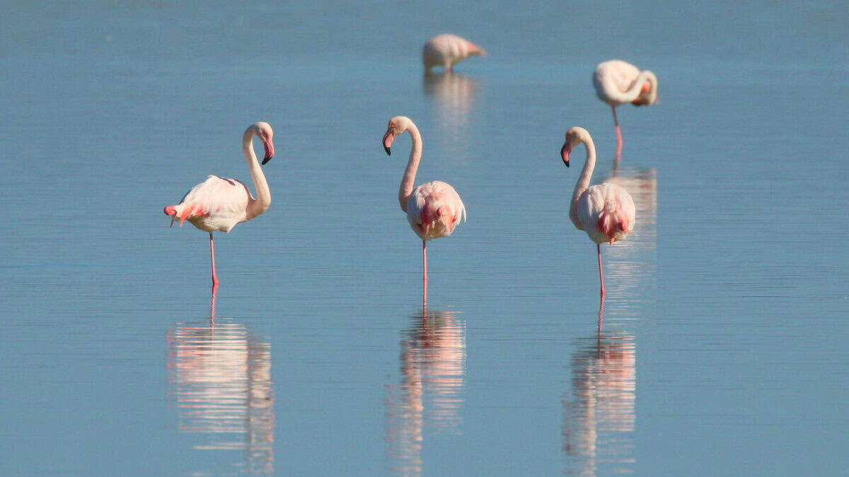 Why Flamingos Stand on One Leg - Animals Around The Globe