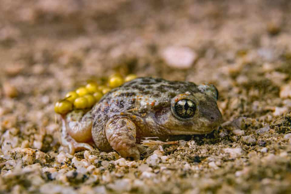 Mama Frogs Carry Babies on Their Backs - Animals Around The Globe