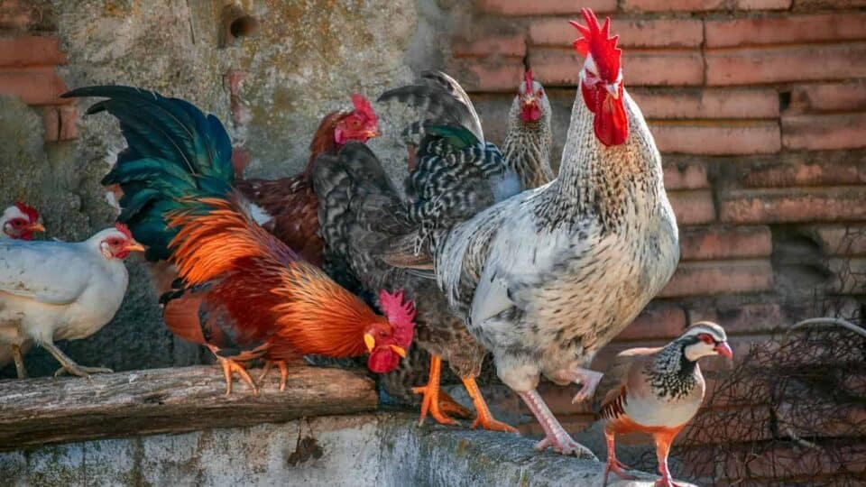 Why Roosters Crow at Sunrise (and All Day Long) - Animals Around The Globe