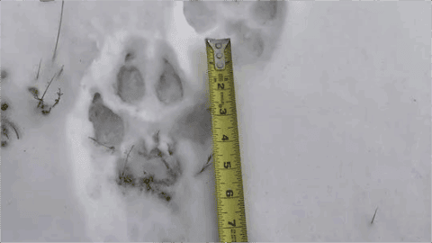 What Makes Wolf Tracks Distinct from Dog or Coyote Prints - Animals ...