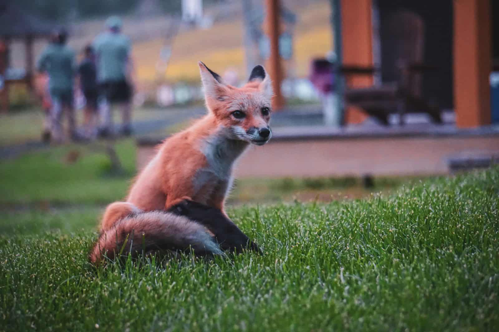 Foxes Use Their Bushy Tails for More Than Just Warmth