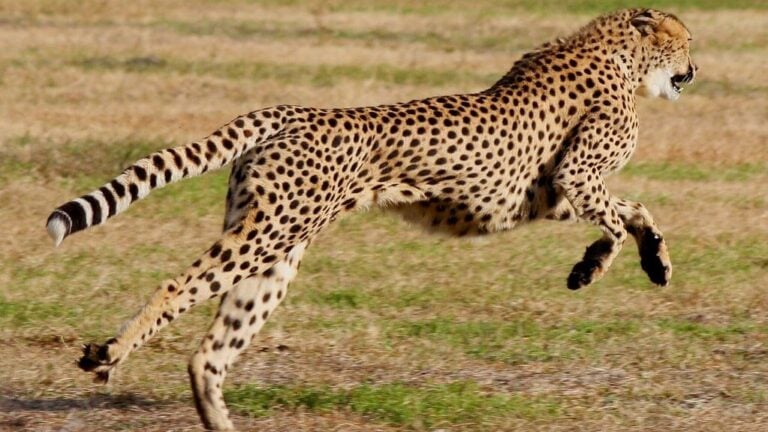 Meet the Fastest Land Animal and How It Reaches Top Speed in Seconds ...