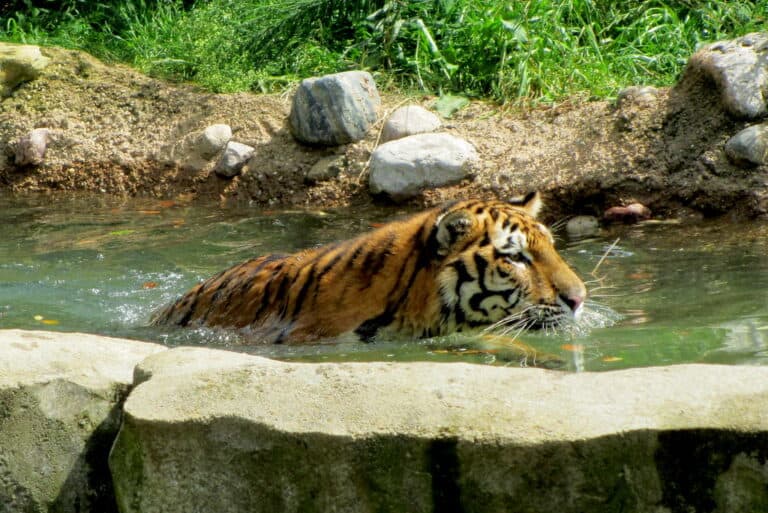 Tigers Are Known to Swim and Even Enjoy It