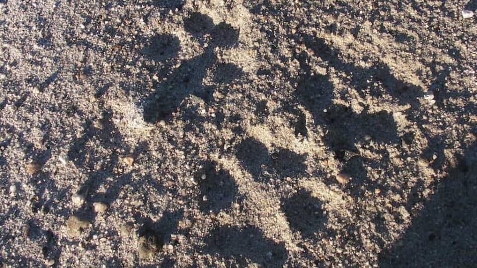 What Makes Wolf Tracks Distinct from Dog or Coyote Prints - Animals ...