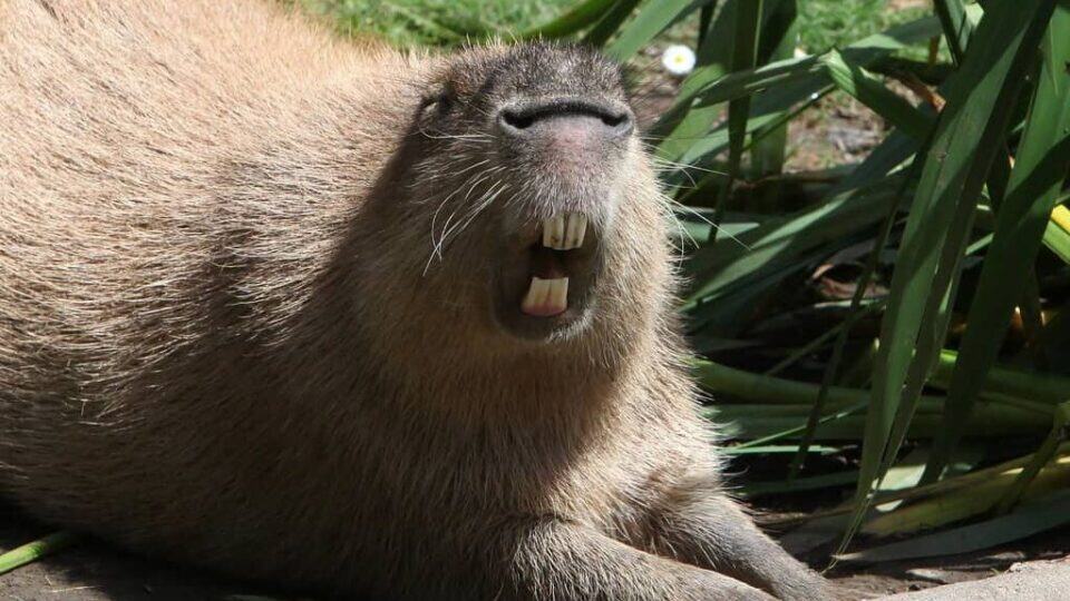 16 Weird and Wonderful Habits of Capybaras - Animals Around The Globe