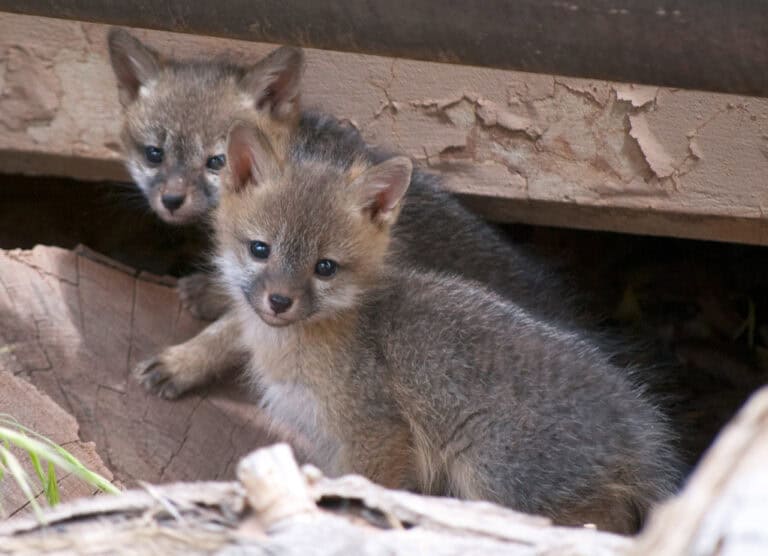 Gray Foxes Can Climb Trees Like Cats - Animals Around The Globe