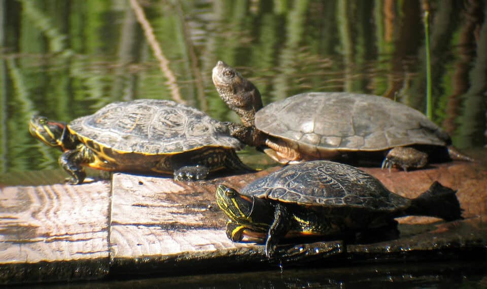 Turtles as World-Bearers in Indigenous Beliefs - Animals Around The Globe