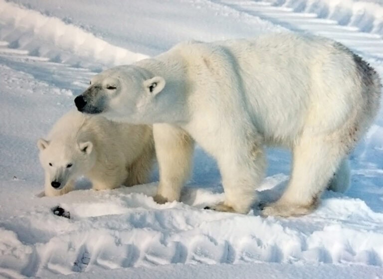 Why Polar Bears Talk to Their Cubs in Whispers - Animals Around The Globe