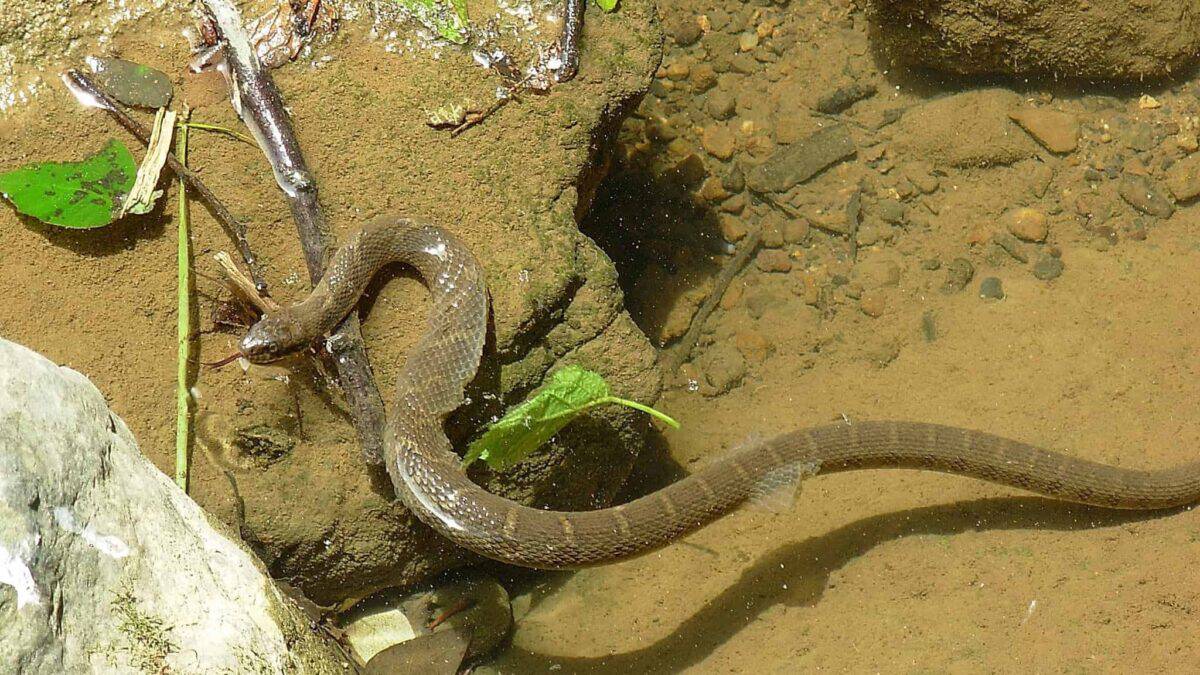 What Happens When a Snake Sheds Its Skin - Animals Around The Globe