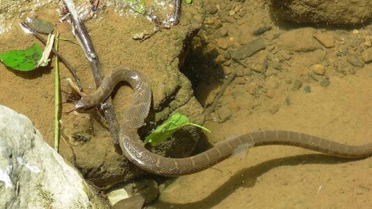 What Happens When a Snake Sheds Its Skin - Animals Around The Globe