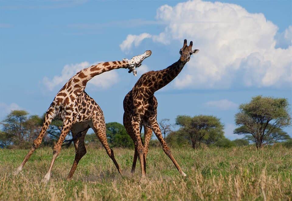 Why Giraffes Headbutt Each Other in “Necking” Battles