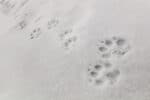 What Makes Wolf Tracks Distinct from Dog or Coyote Prints - Animals ...