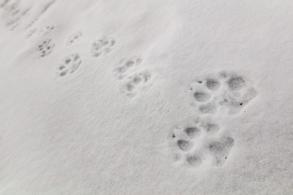 What Makes Wolf Tracks Distinct from Dog or Coyote Prints - Animals ...