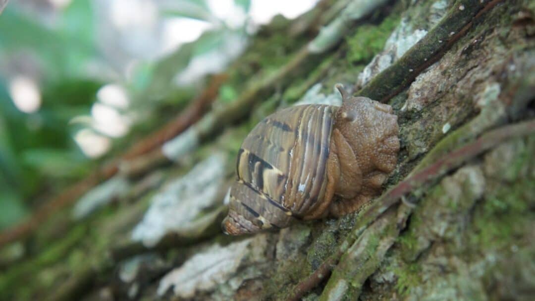 Why Snails Hibernate Inside Their Shells - Animals Around The Globe