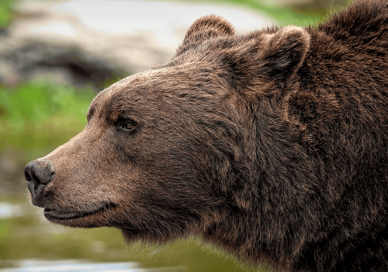 Why You Should Never Feed a Bear—Even Once - Animals Around The Globe