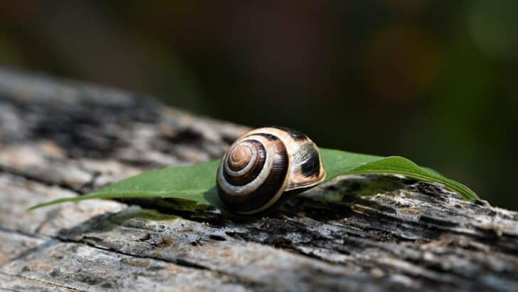 Why Snails Hibernate Inside Their Shells - Animals Around The Globe